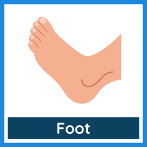 Body Parts In English | Vocabulary List With Pictures And Example ...