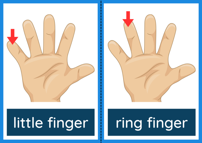 Parts Of The Hand And Finger Names In English | Games4esl