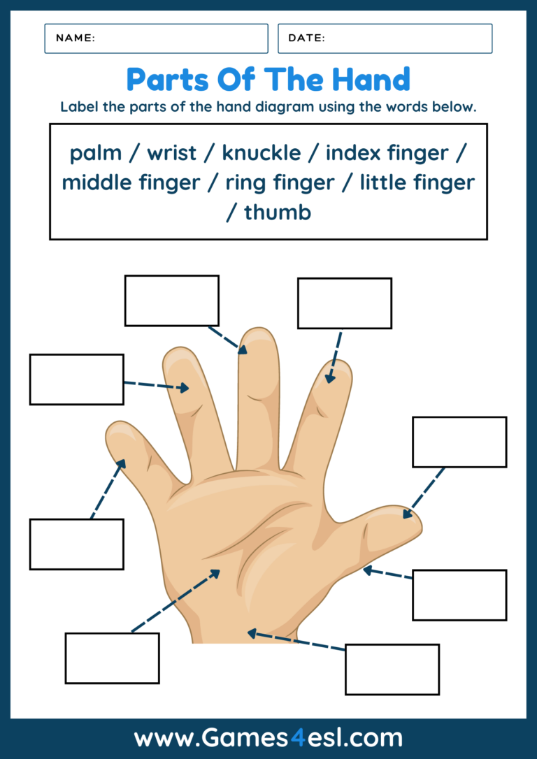 Parts Of The Hand In English – Vocabulary List, Worksheet, And ...